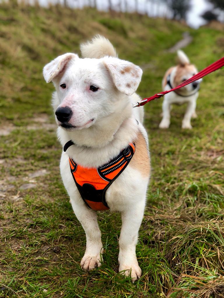 Available for Adoption – Angels For Animals