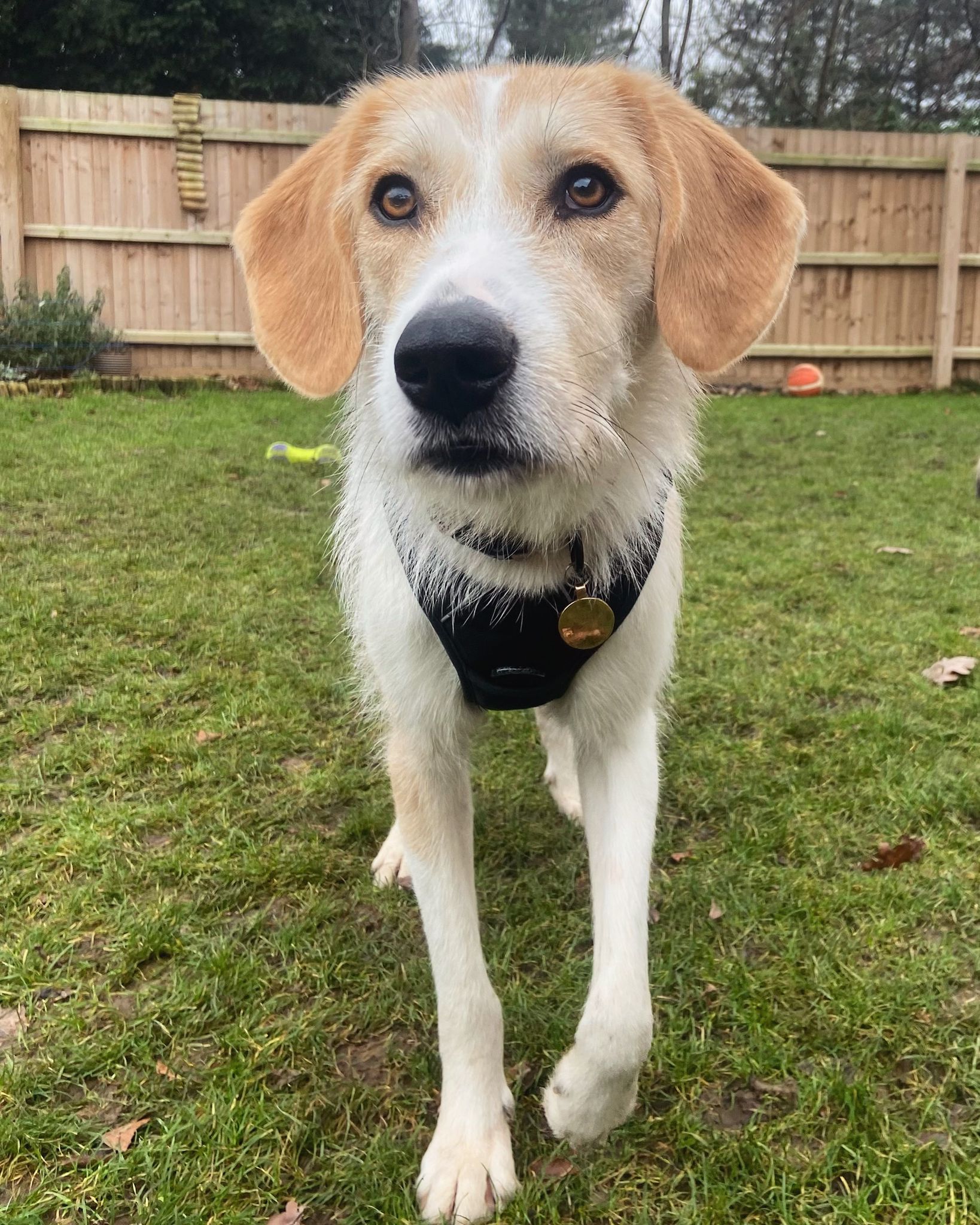 Available for Adoption – Angels For Animals