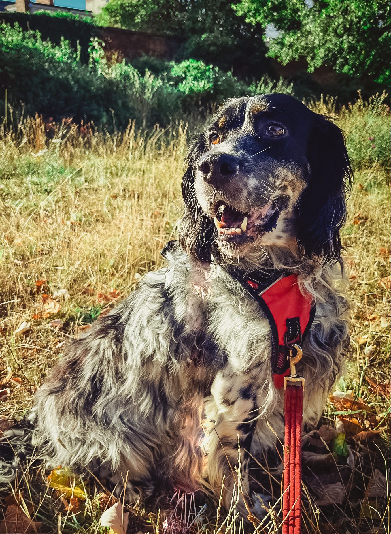 Available for Adoption – Angels For Animals