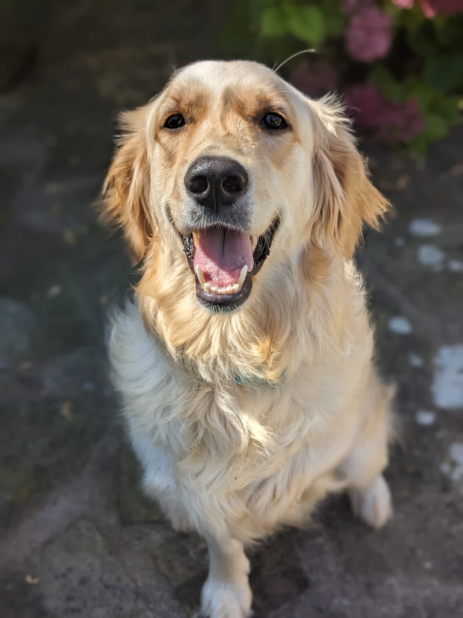 Available for Adoption – Angels For Animals