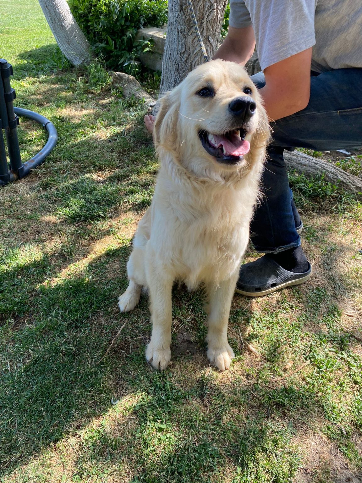 Available for Adoption – Angels For Animals