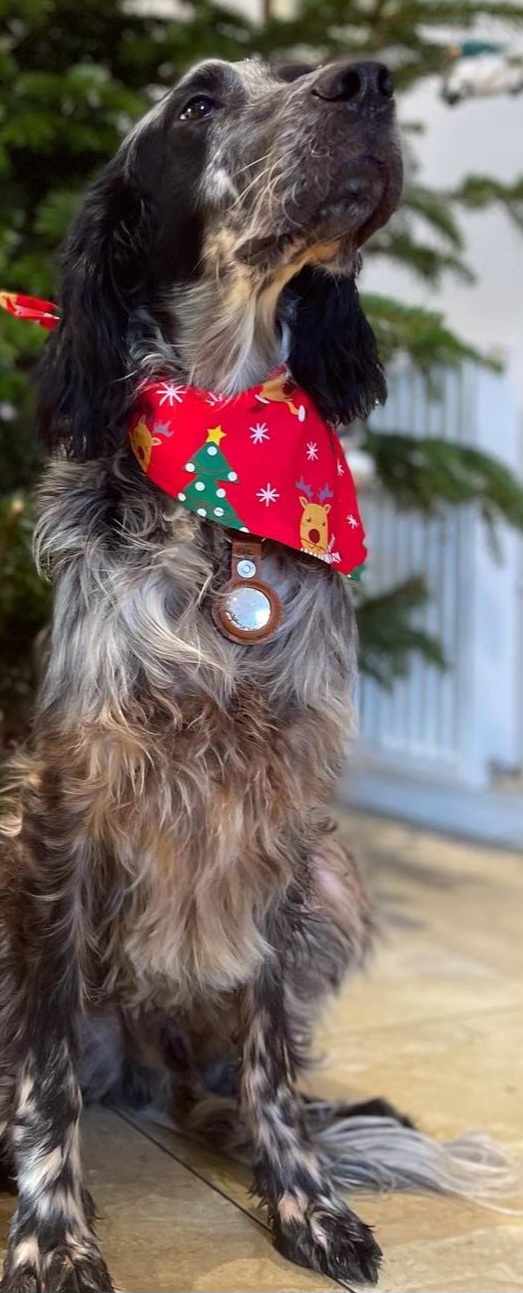 Available for Adoption – Angels For Animals