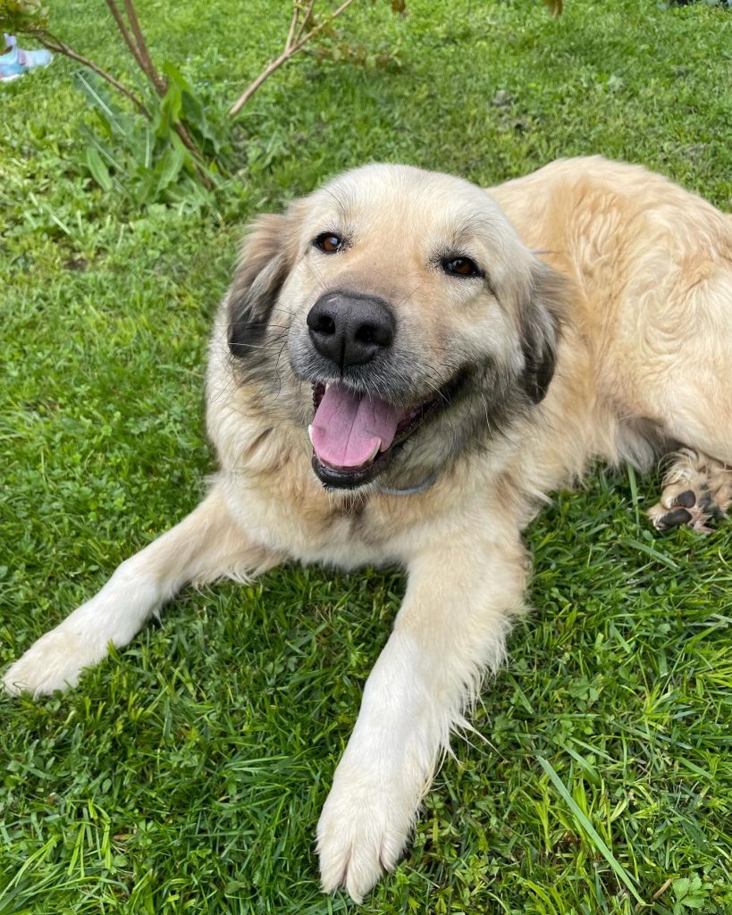 Available for Adoption – Angels For Animals