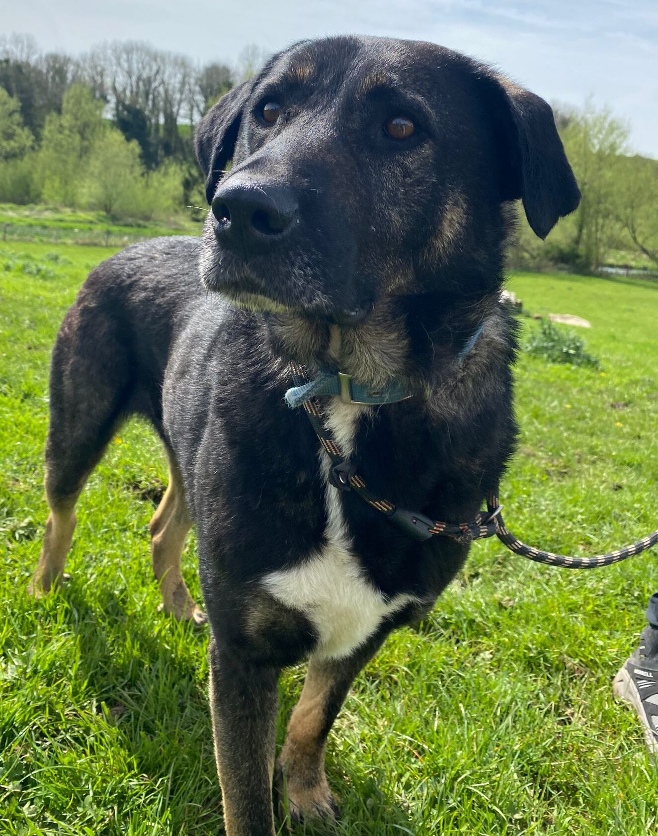 Available for Adoption – Angels For Animals