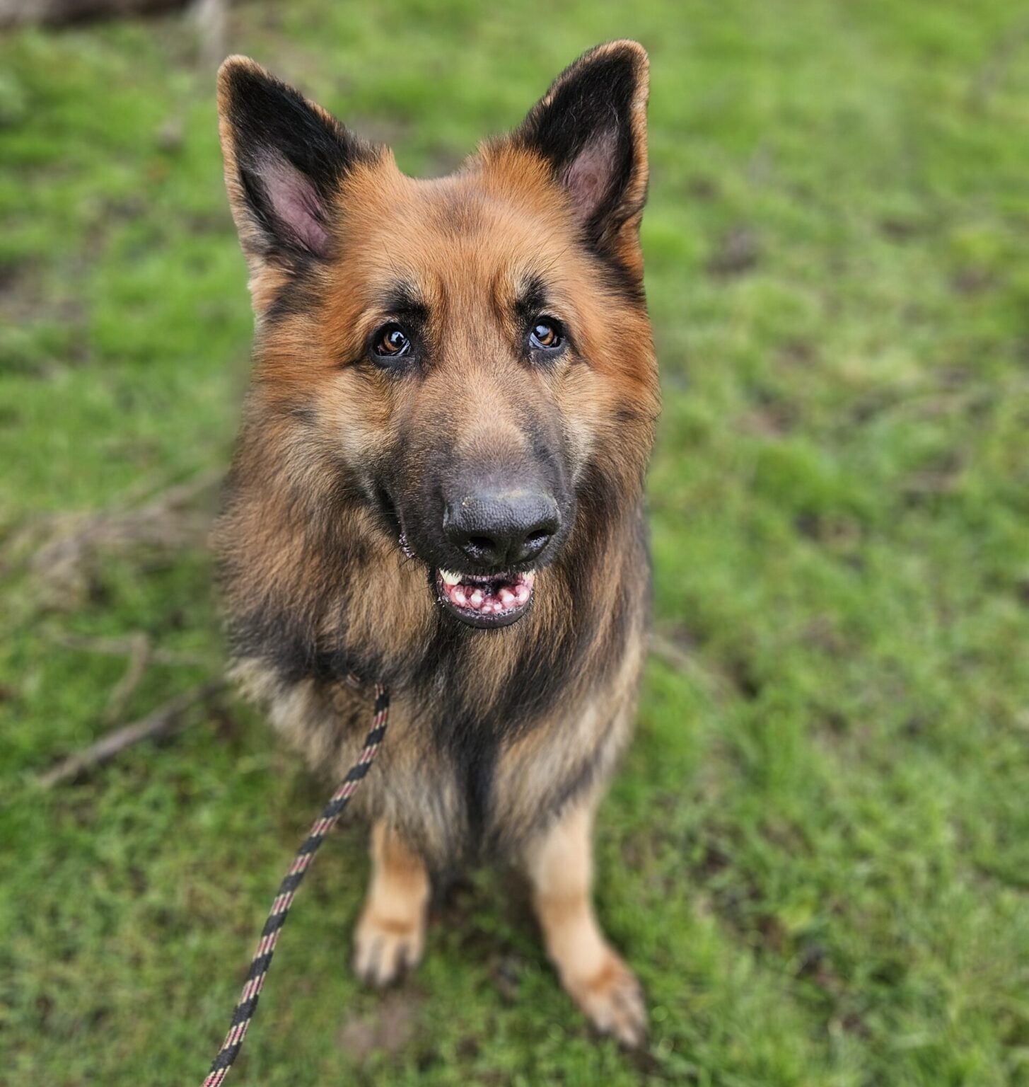 Available for Adoption – Angels For Animals