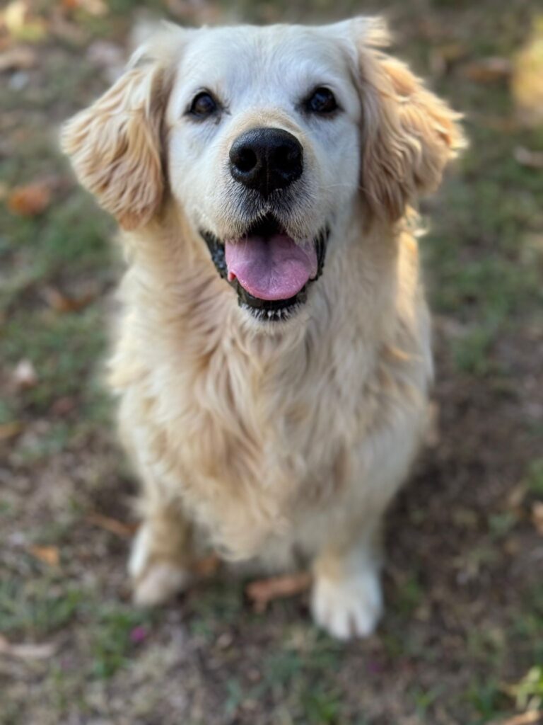 Available for Adoption – Angels For Animals